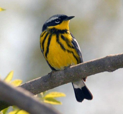 Bird | Astral Domination Wiki | Fandom