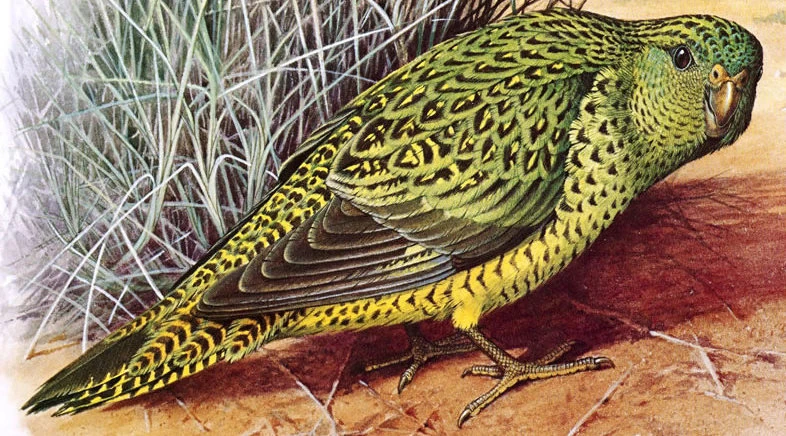Spinifex Parrot | Astrohanasia Wiki | Fandom