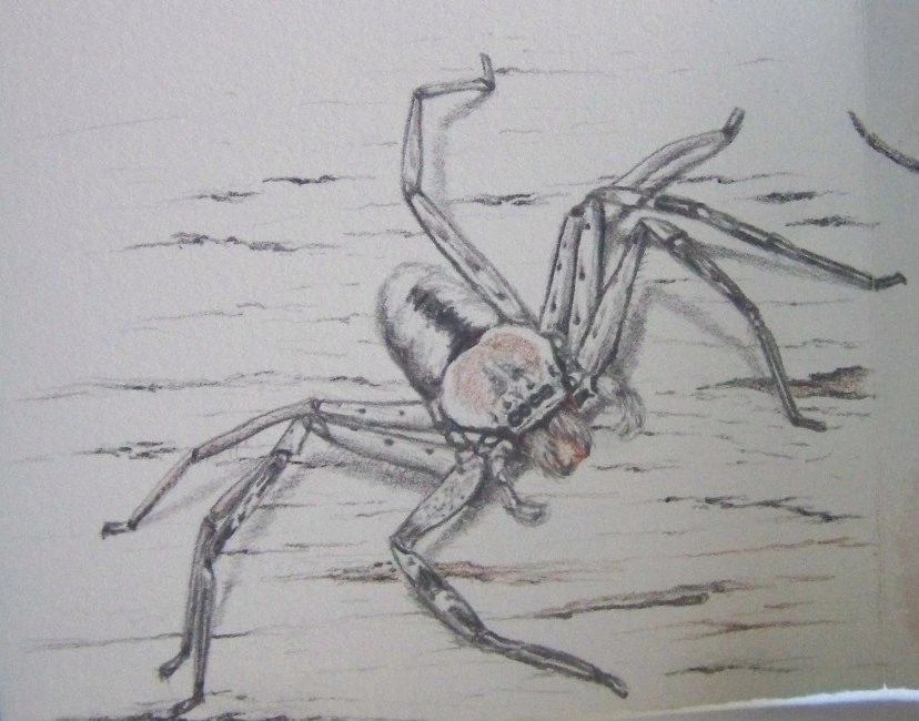 Dire Huntsman Spider | Astrohanasia Wiki | Fandom