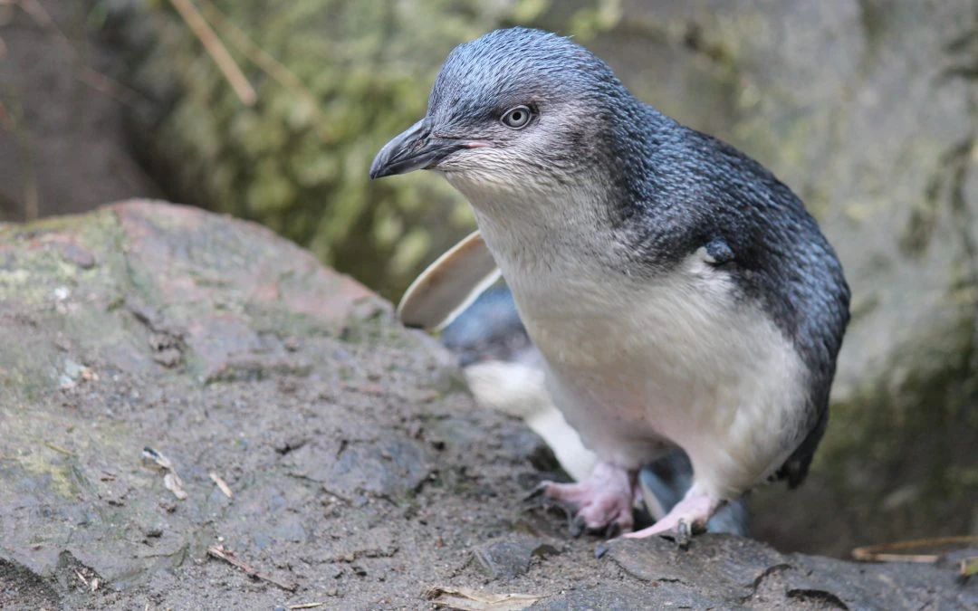 Kororā | Astrohanasia Wiki | Fandom