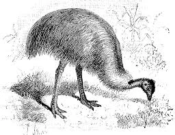 Emu | Astrohanasia Wiki | Fandom