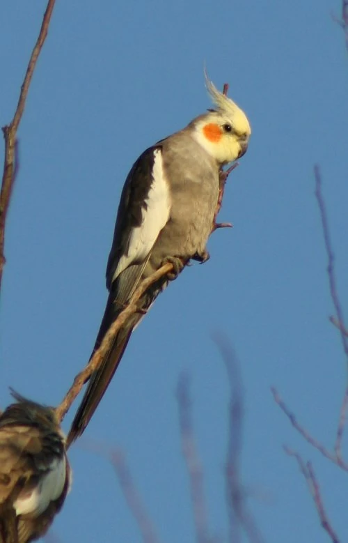 Cockatiel | Astrohanasia Wiki | Fandom