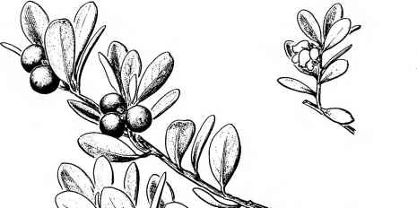 Sandberry bush | Astrohanasia Wiki | Fandom