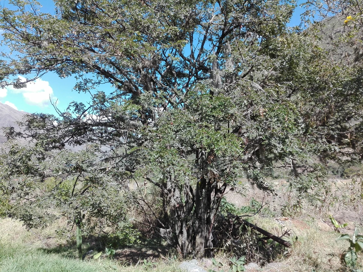 Tara tree | Astrohanasia Wiki | Fandom