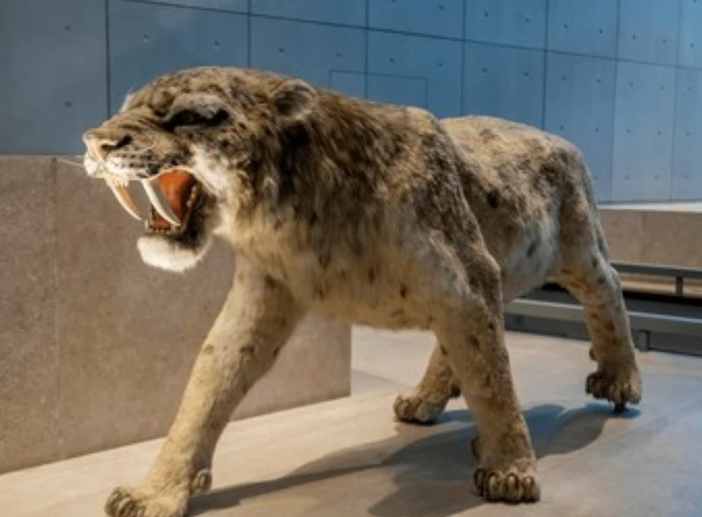 Saber Tooth Tiger | Astuteintoecy Headcanon Wiki | Fandom