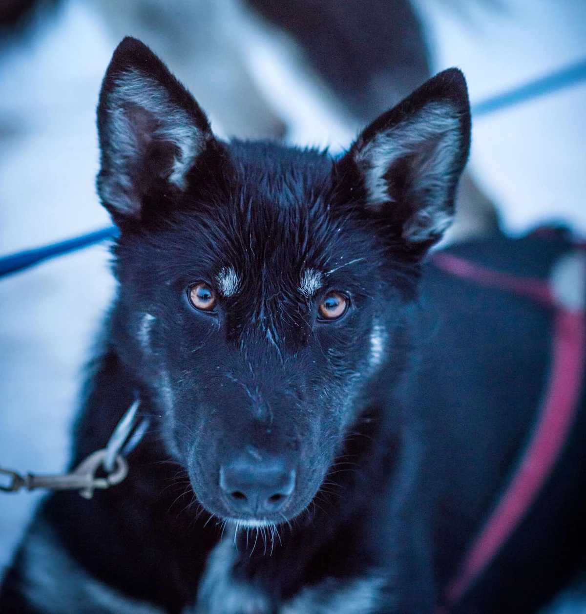 Rey | The ATAO Kennel Wiki | Fandom