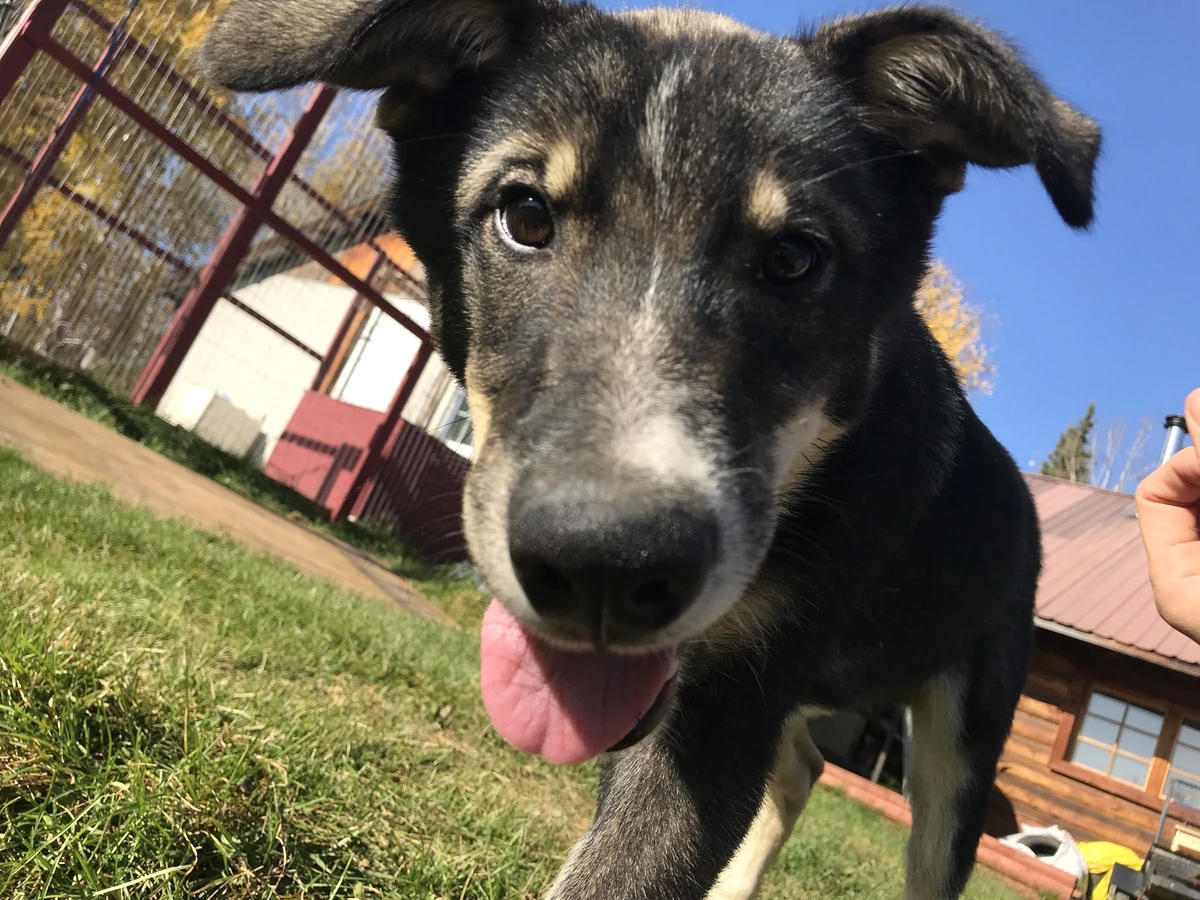 Mungry | The ATAO Kennel Wiki | Fandom