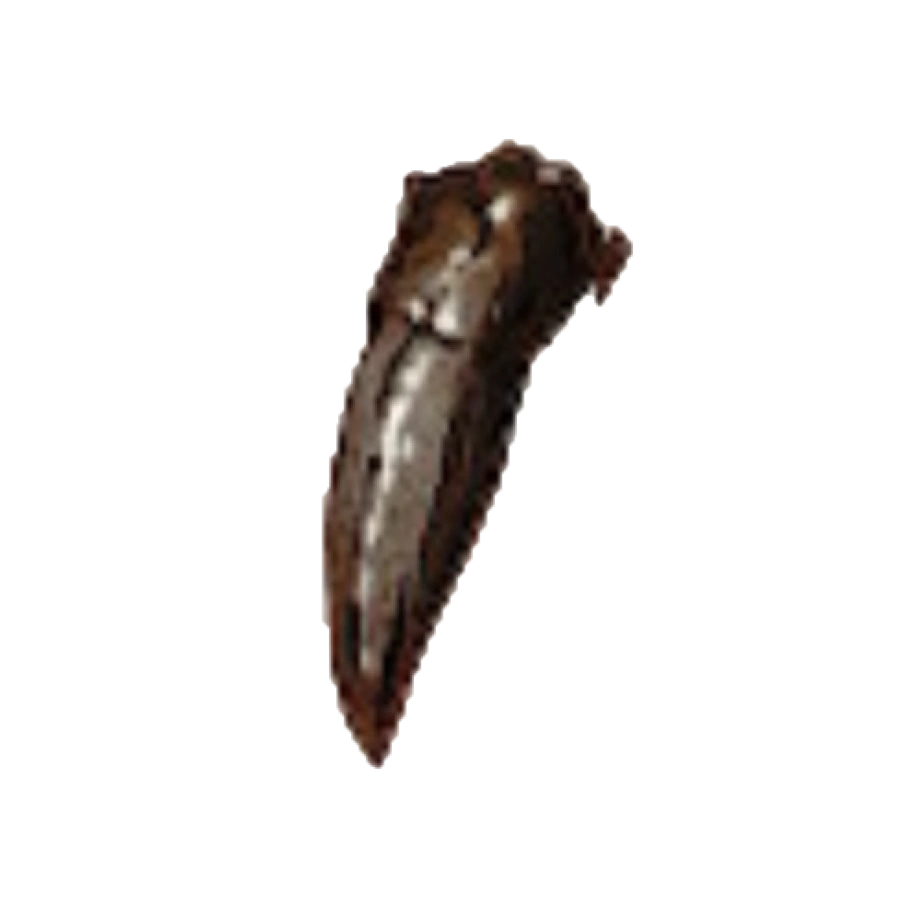 Black Fang (Item) | Atelier Wiki | Fandom