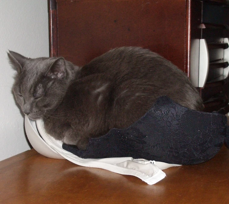 Thieved | Athene Noctua Writer's Guide Wiki | Fandom