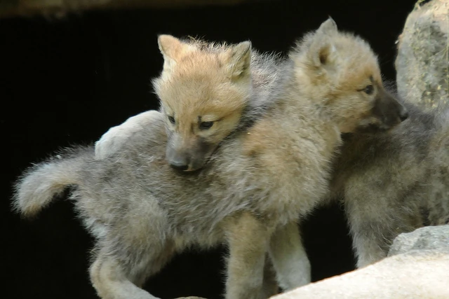 Lupe | Athene Noctua Writer's Guide Wiki | Fandom