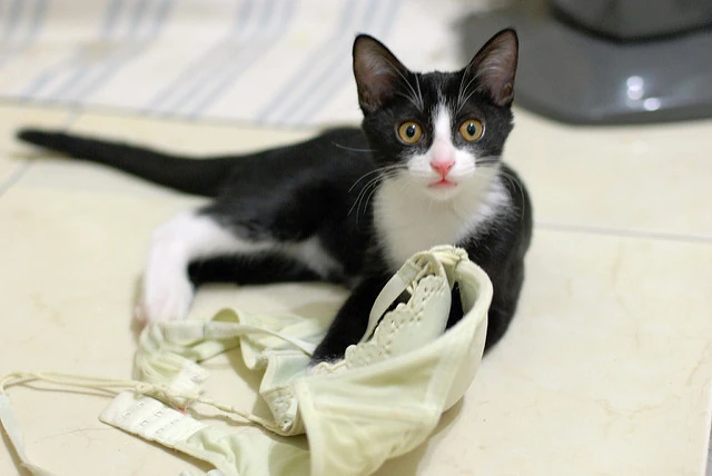 Stoled | Athene Noctua Writer's Guide Wiki | Fandom