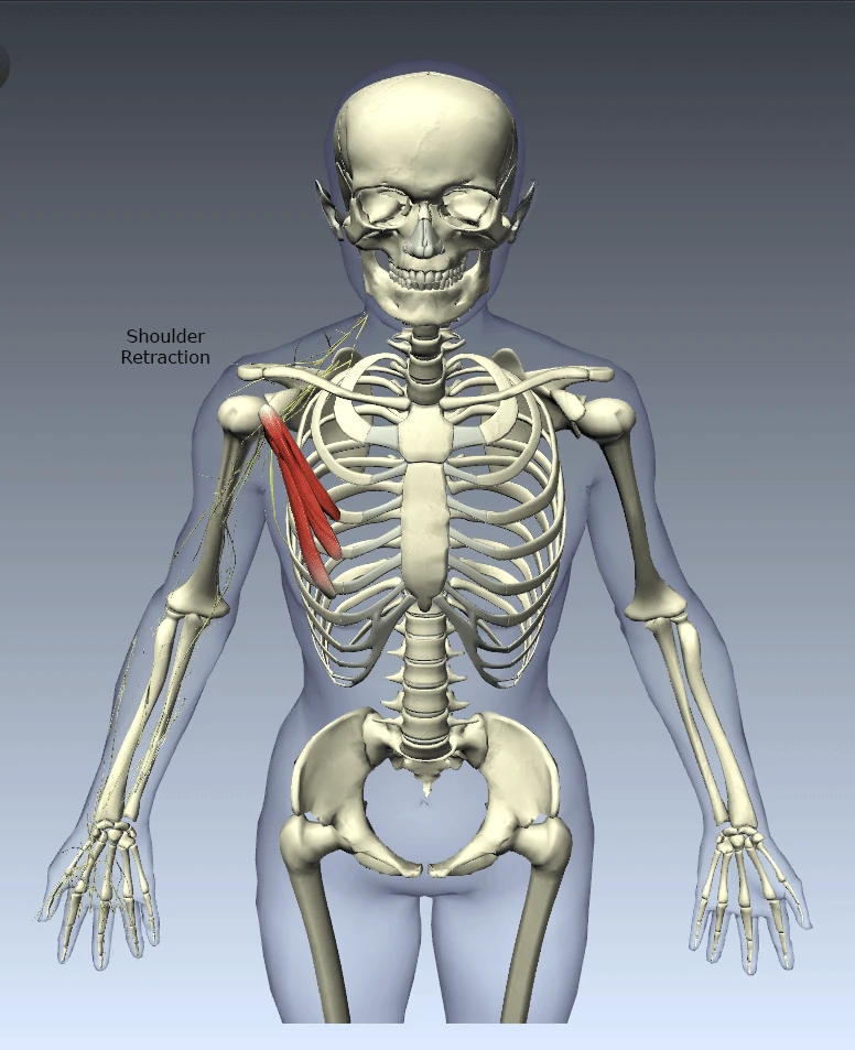 Pectoralis Minor Syndrome | Athlepedia, The Athletics Wiki | Fandom