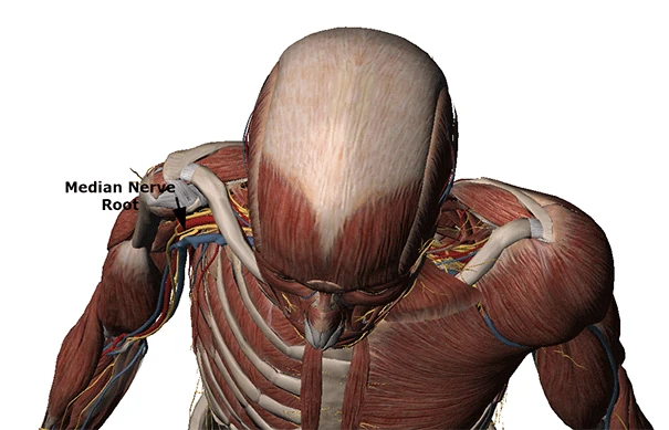 Pectoralis Minor Syndrome | Athlepedia, The Athletics Wiki | Fandom