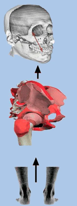 Pure Ascending Postural Distortional Pattern | Athlepedia, The ...