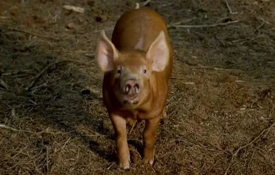 Pig (The Song of the Sirens) | Atlantis Wiki | Fandom