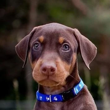 Pyro | Atlas Productions Wiki | Fandom