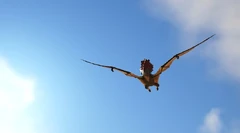 Leatherwing - Official ATLAS Wiki