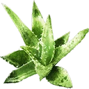 Aloe - Official ATLAS Wiki