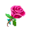 Roses - Official Atomicrops Wiki