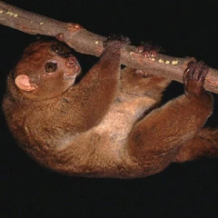 Potto | Aubrey-Maturin Wiki | Fandom