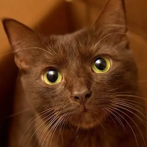 Hastet | Auralis Project Wiki | Fandom