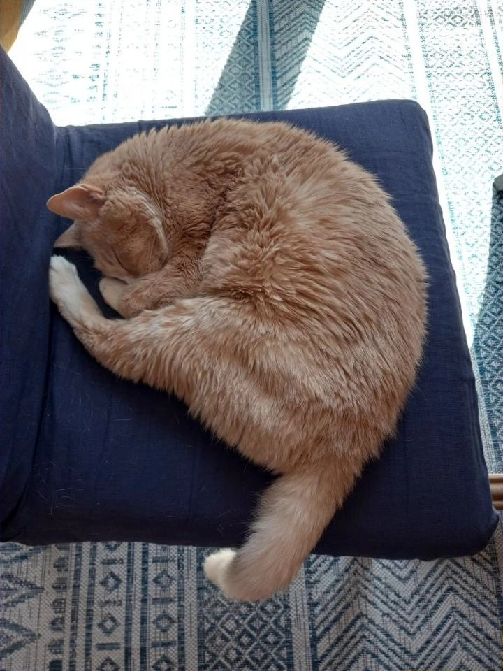 Howard | Aurateur Wiki | Fandom