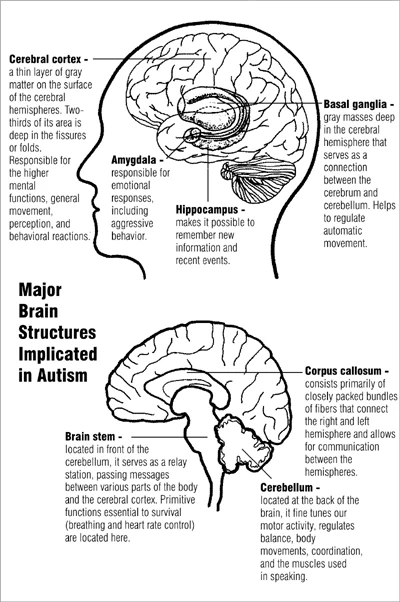 Autistic spectrum | Autism Wiki | Fandom