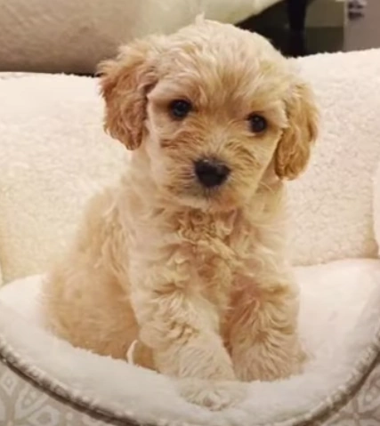 Benji | Ava Max Wiki | Fandom