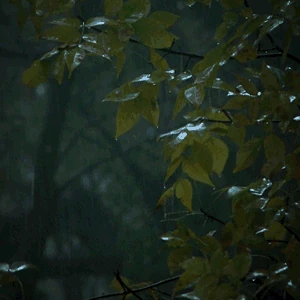 Acceptance Process | Avalon Roleplay Wiki | Fandom