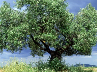 6 Memory | Avatar Emergency Wiki | Fandom