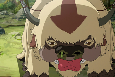 Baby Appa Legend Of Korra