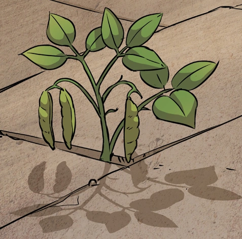 Dumpling weed | Avatar Wiki | Fandom