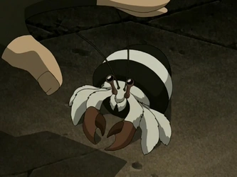 Hermit crab | Avatar Wiki | Fandom