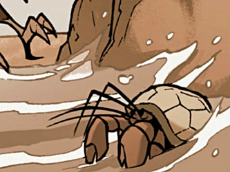 Turtle crab | Avatar Wiki | Fandom