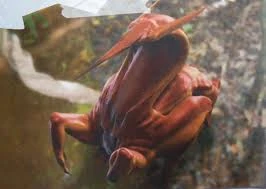 Slinger | Avatar: Initium Wiki | Fandom