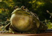 Zookeeper | Film and Television Wikia | Fandom