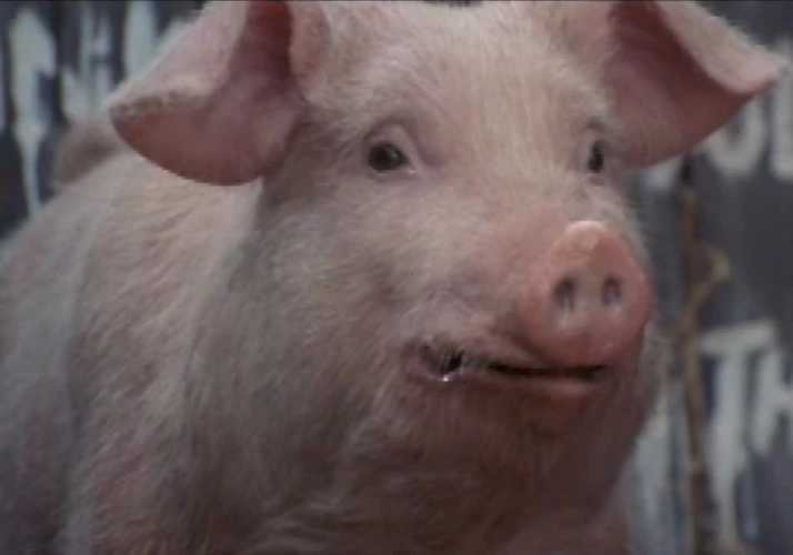 Animal Farm (1999) | Film and Television Wikia | Fandom