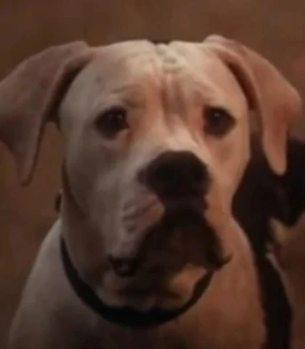 Homeward Bound: The Incredible Journey | Film and Television Wikia | Fandom