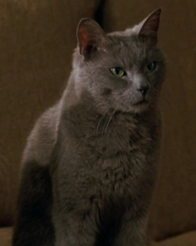 Debra Messing | Film and Television Wikia | Fandom