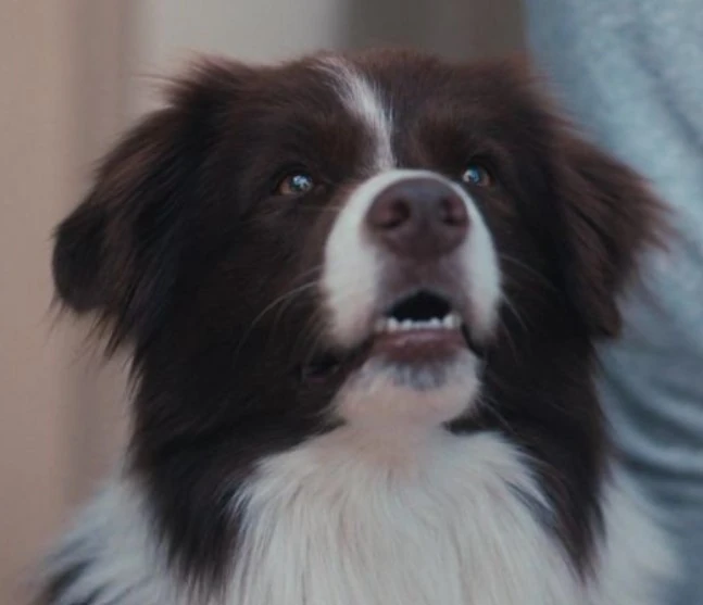 Echo (Dog actor) | Film and Television Wikia | Fandom