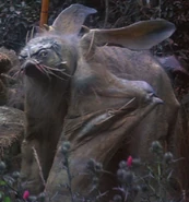 The Dark Crystal | Film and Television Wikia | Fandom