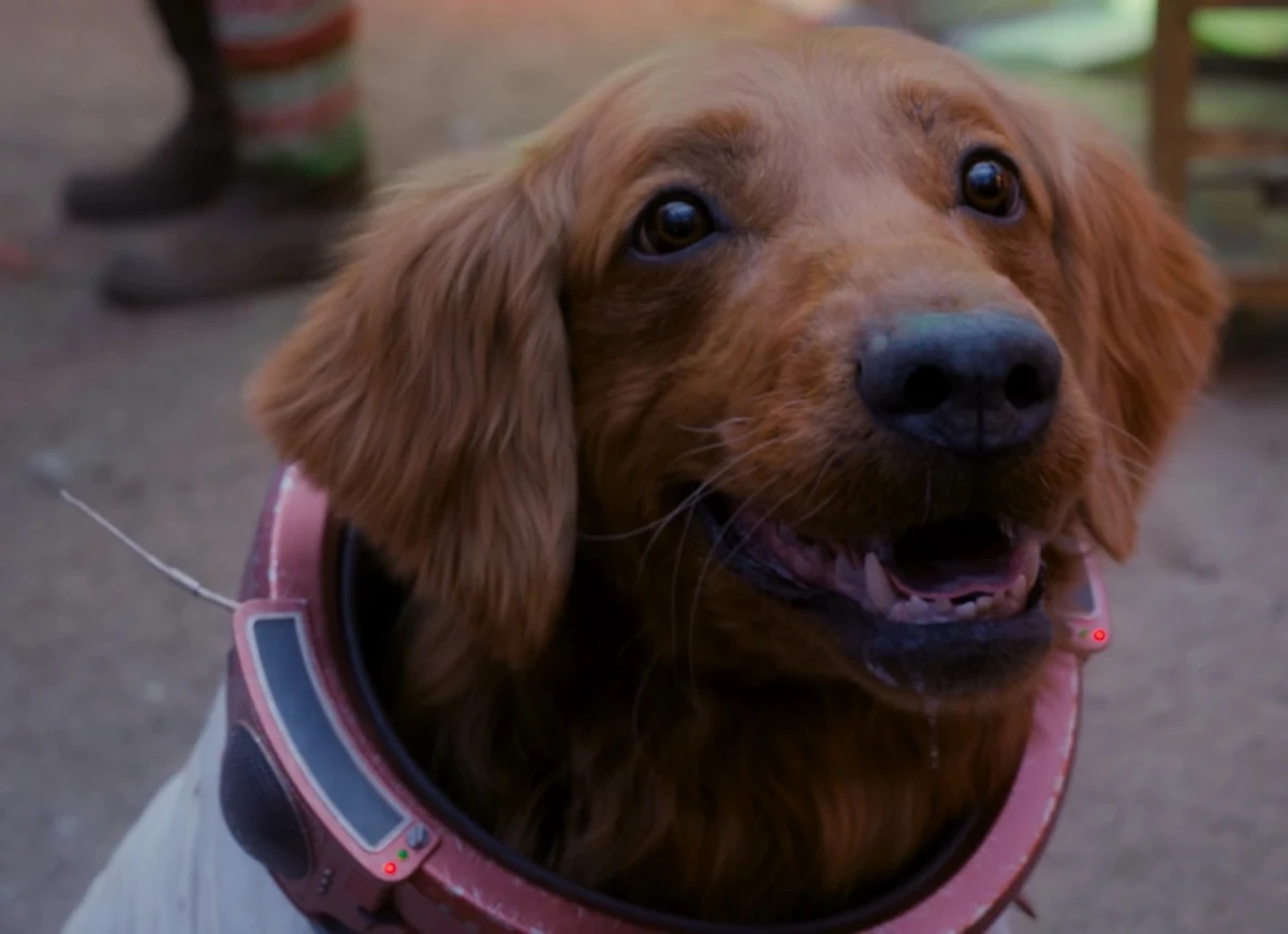 Slate (Dog actor) | Film and Television Wikia | Fandom