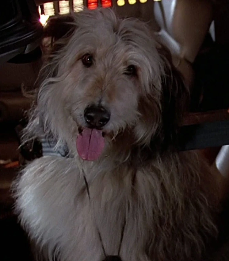 Tiger | Film and Television Wikia | Fandom