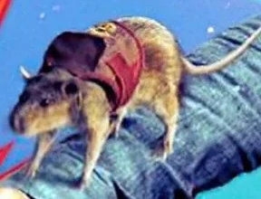 Crisp Ratt | Film and Television Wikia | Fandom