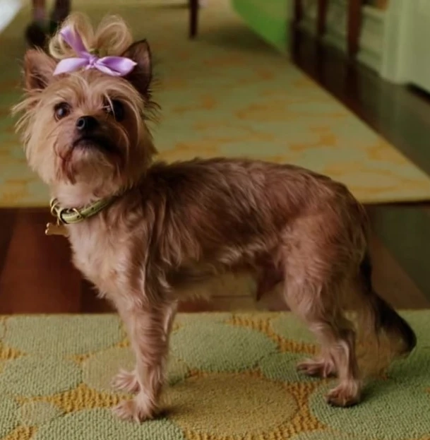 Bugsy | Film and Television Wikia | Fandom