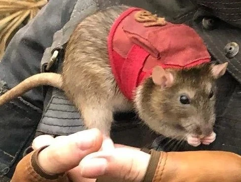 Jaws (Rat actor) | Film and Television Wikia | Fandom