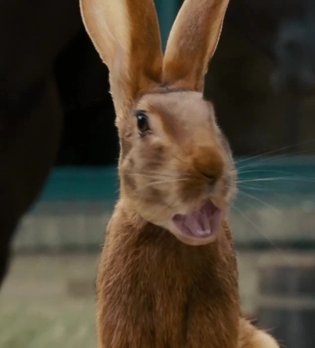 Rhys Ifans | Film and Television Wikia | Fandom