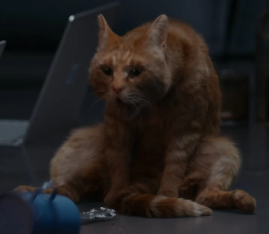 Nemo (Cat actor) | Film and Television Wikia | Fandom