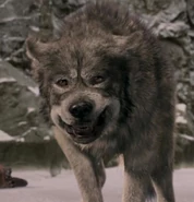 The Chronicles of Narnia: The Lion, the Witch and the Wardrobe | Film ...