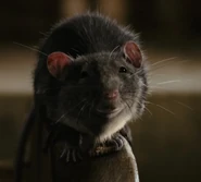 Charlotte's Web (2006) | Film and Television Wikia | Fandom